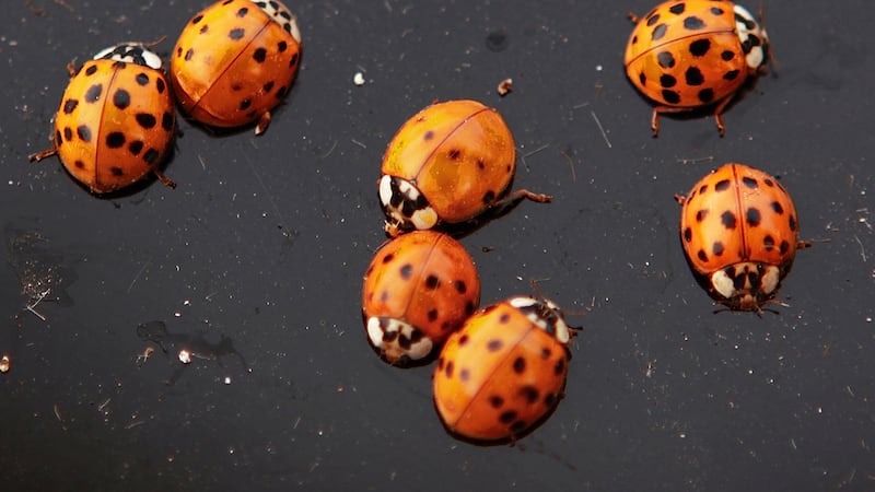 East Texas Ag News Dealing With Invasive Asian Lady Beetles